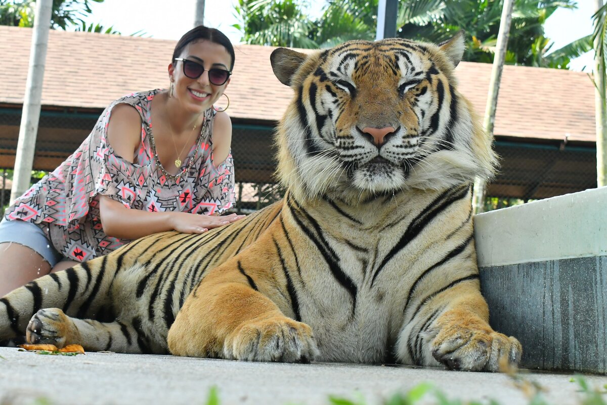 Tiger Park – Big Tiger Encounter in Phuket | TIsland