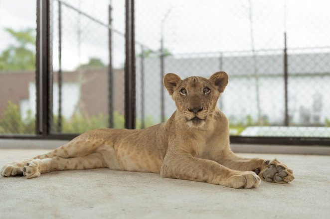 Lion Land Phuket – Touch and Photograph Big Lions (18-48 Months) | TIsland